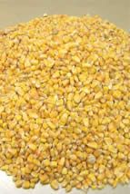 analyse mycotoxine de champs - analyse fumonisine